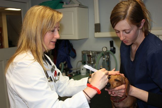 Belleway Veterinary Hospital